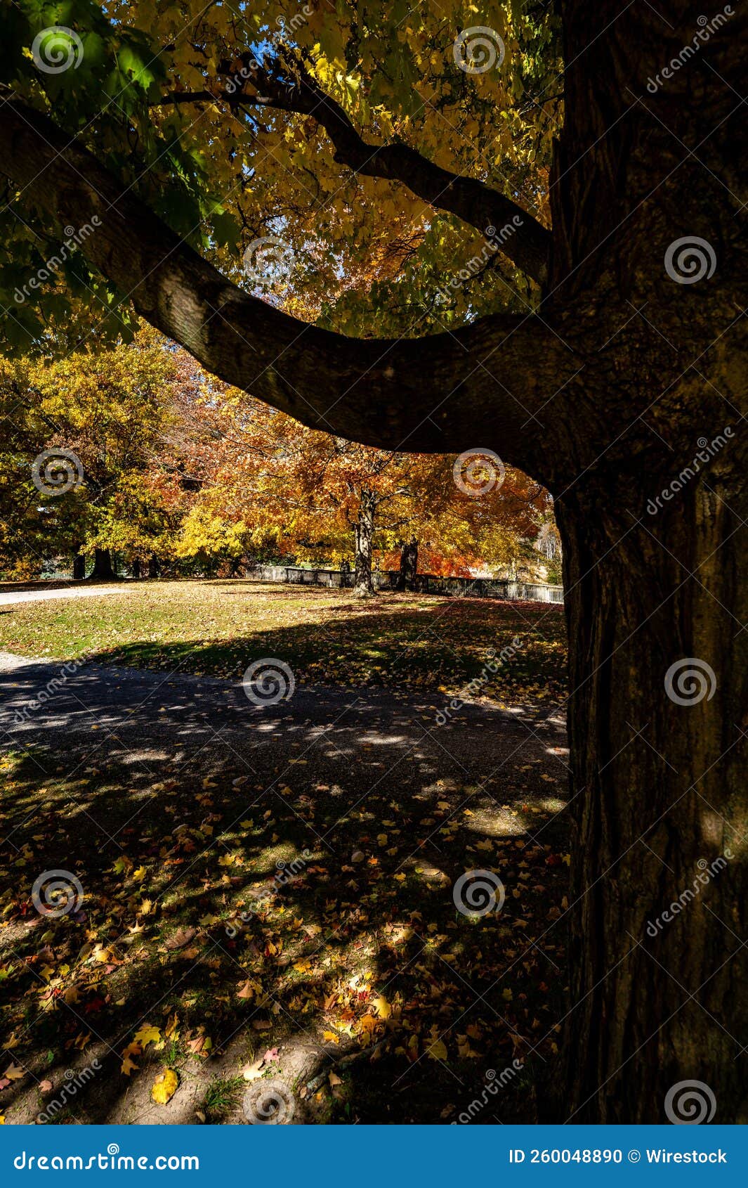 Vertical Shot of a Tree Trunk in Park in Autumn Stock Photo - Image of ...