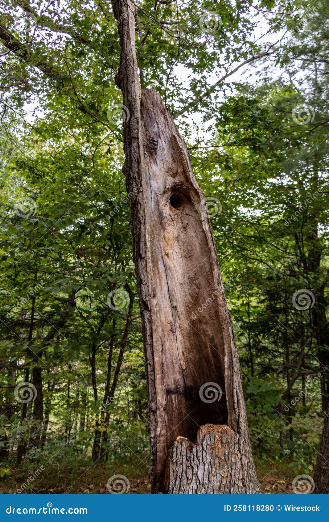 Vertical Shot of a Tree Trunk Rustic Log with a Hole Stock Photo ...