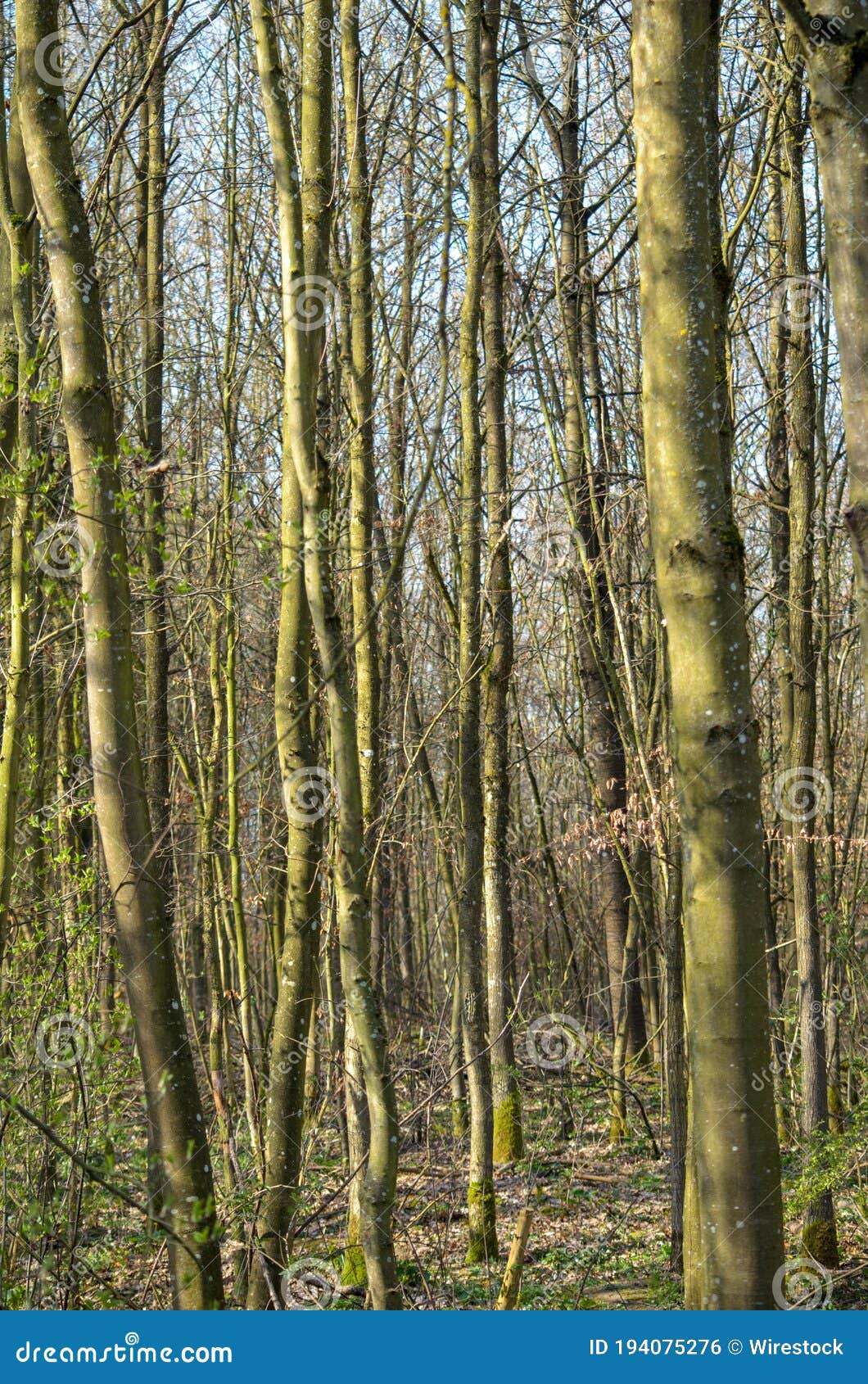 Vertical Shot of Tree Trunks in a Forest Stock Photo - Image of ...