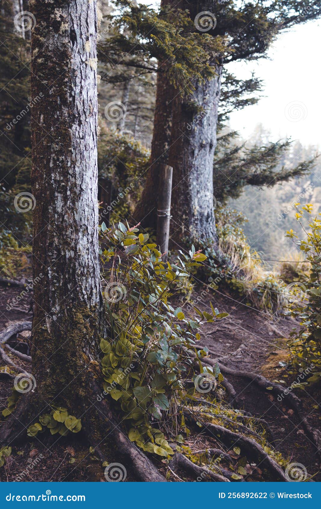 Vertical Shot of Tree Trunks in a Forest Stock Photo - Image of nature ...