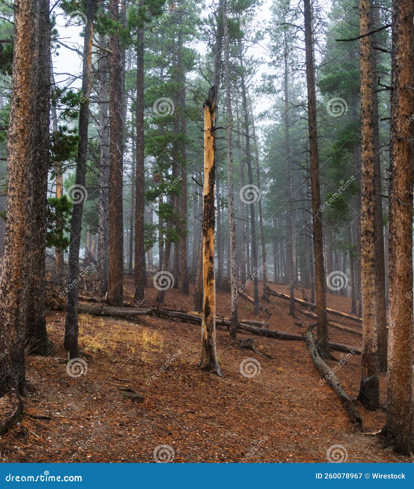 Vertical Shot of Tree Trunks in a Forest Stock Image - Image of tree ...