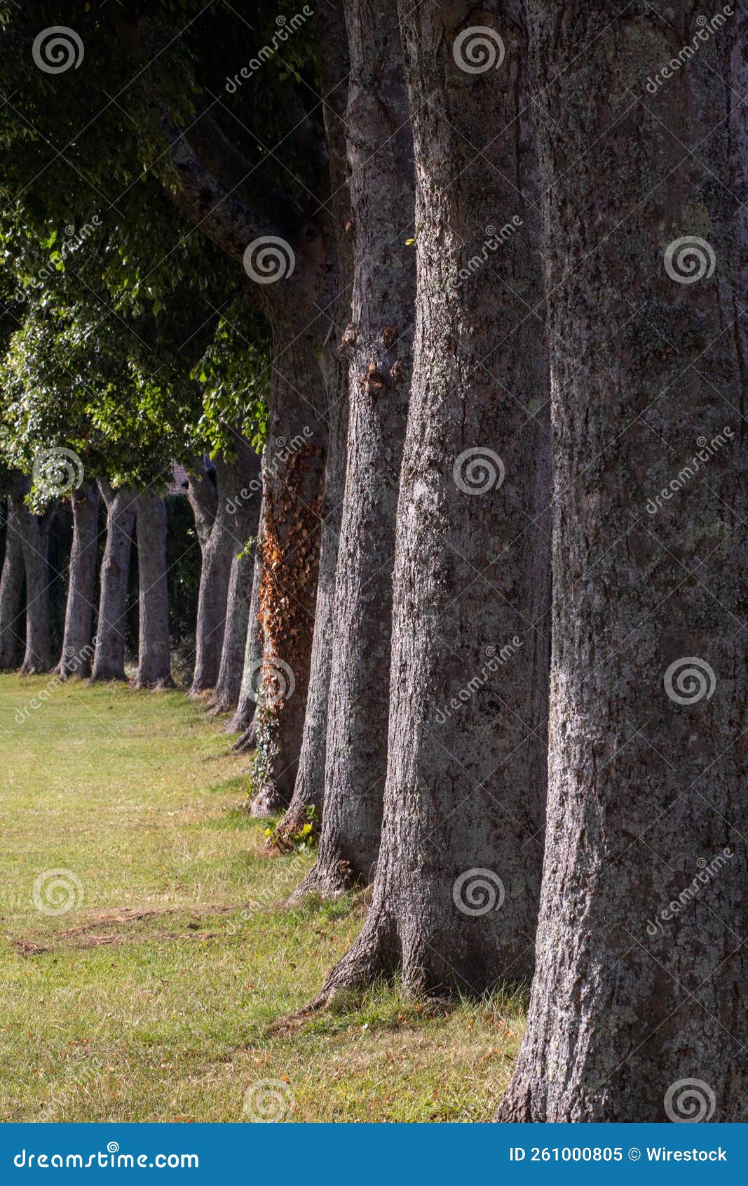 Vertical Shot of Tree Trunks in a Row in a Park Stock Image - Image of ...