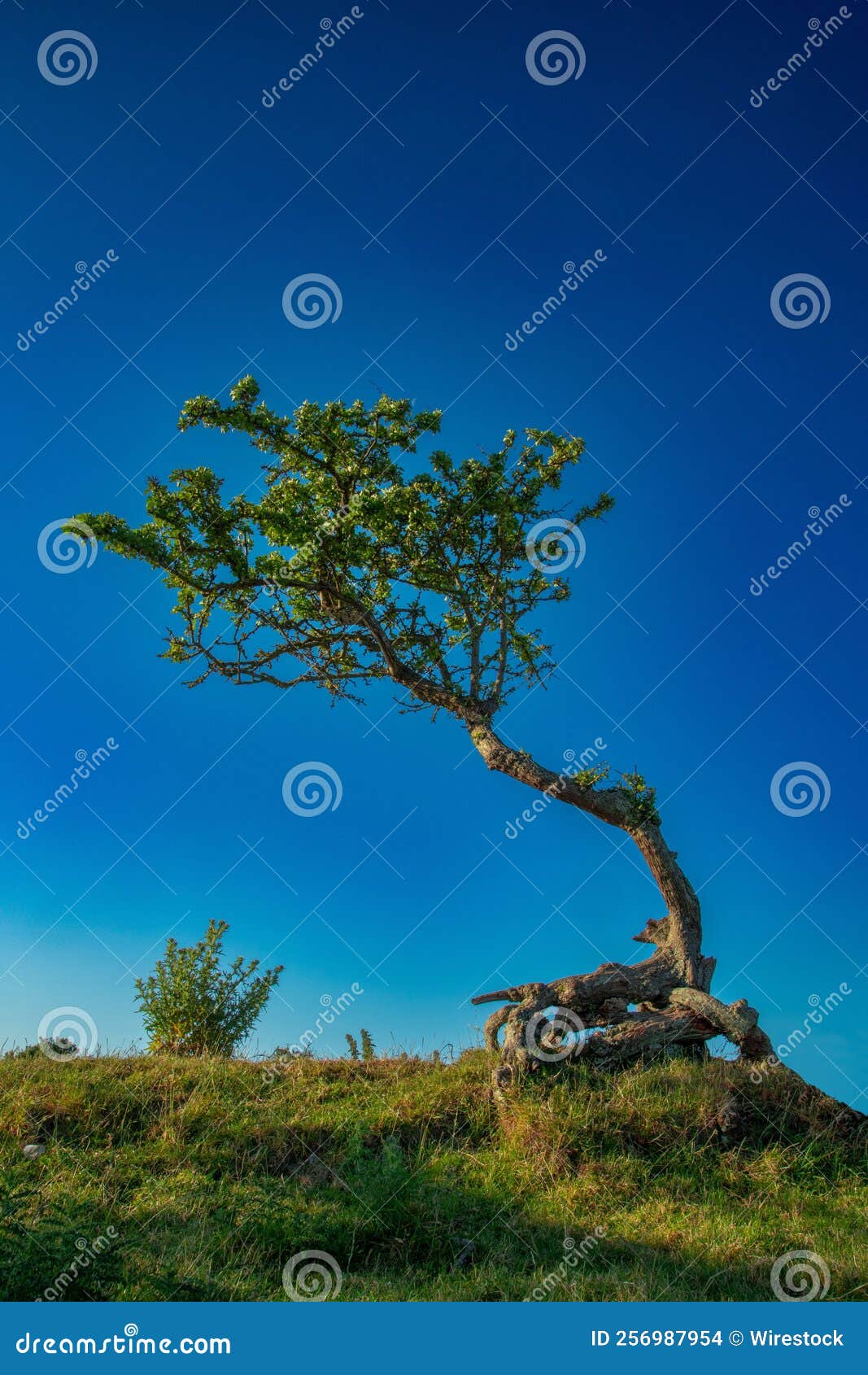 Vertical Shot of a Tree with Twisted Trunk Grown on the Top of a Hill ...