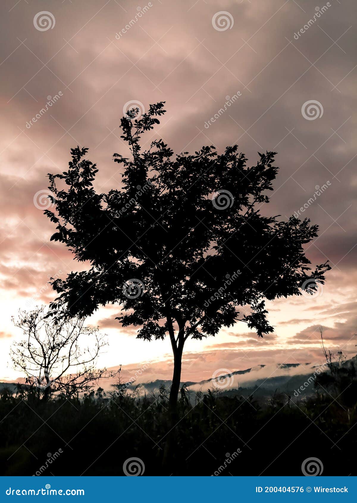 Vertical Shot of a Tree Under Thunderhead Sky Stock Photo - Image of ...