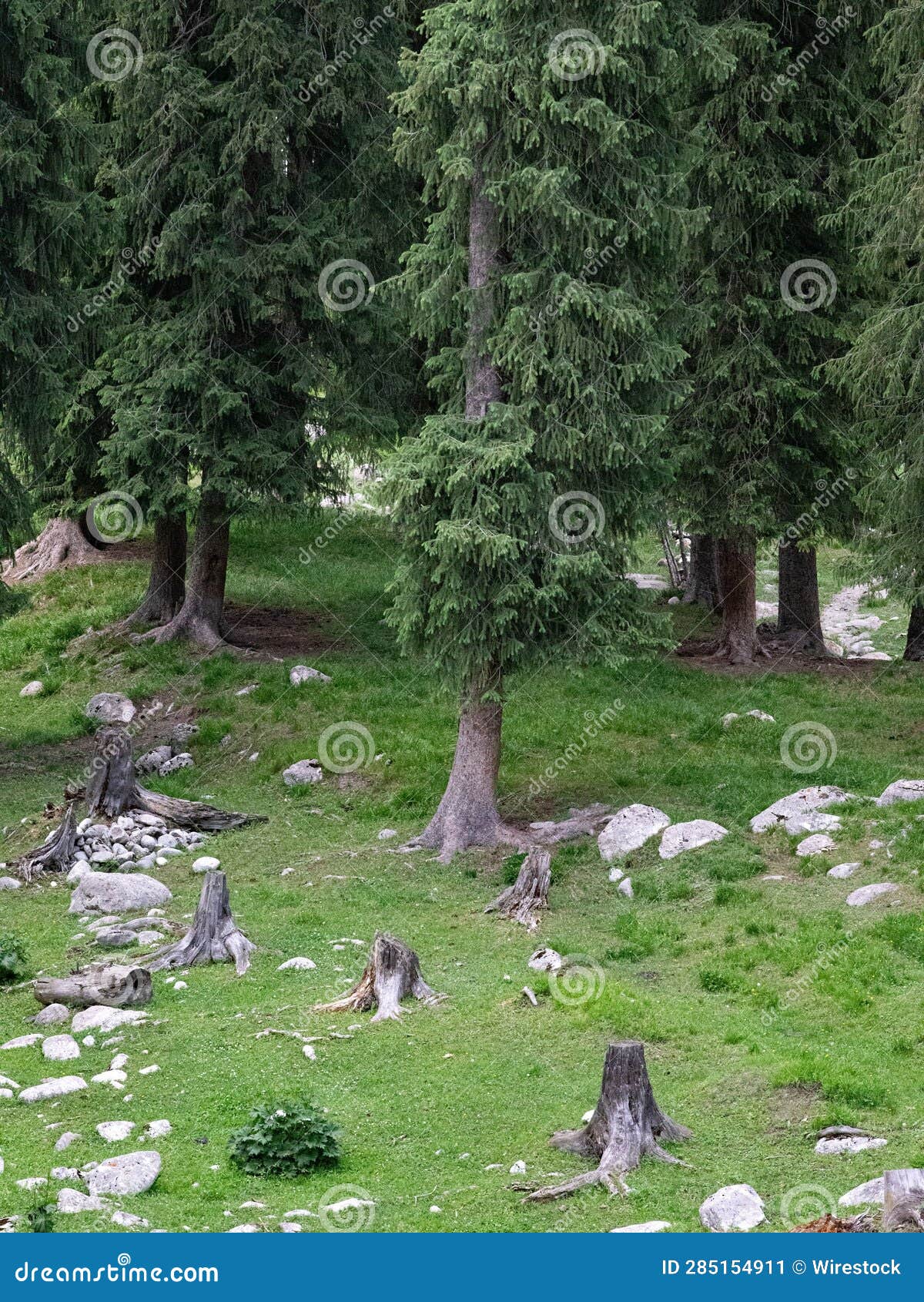 Vertical Shot of Trees and Cut Tree Stumps on a Clearing in a Forest ...