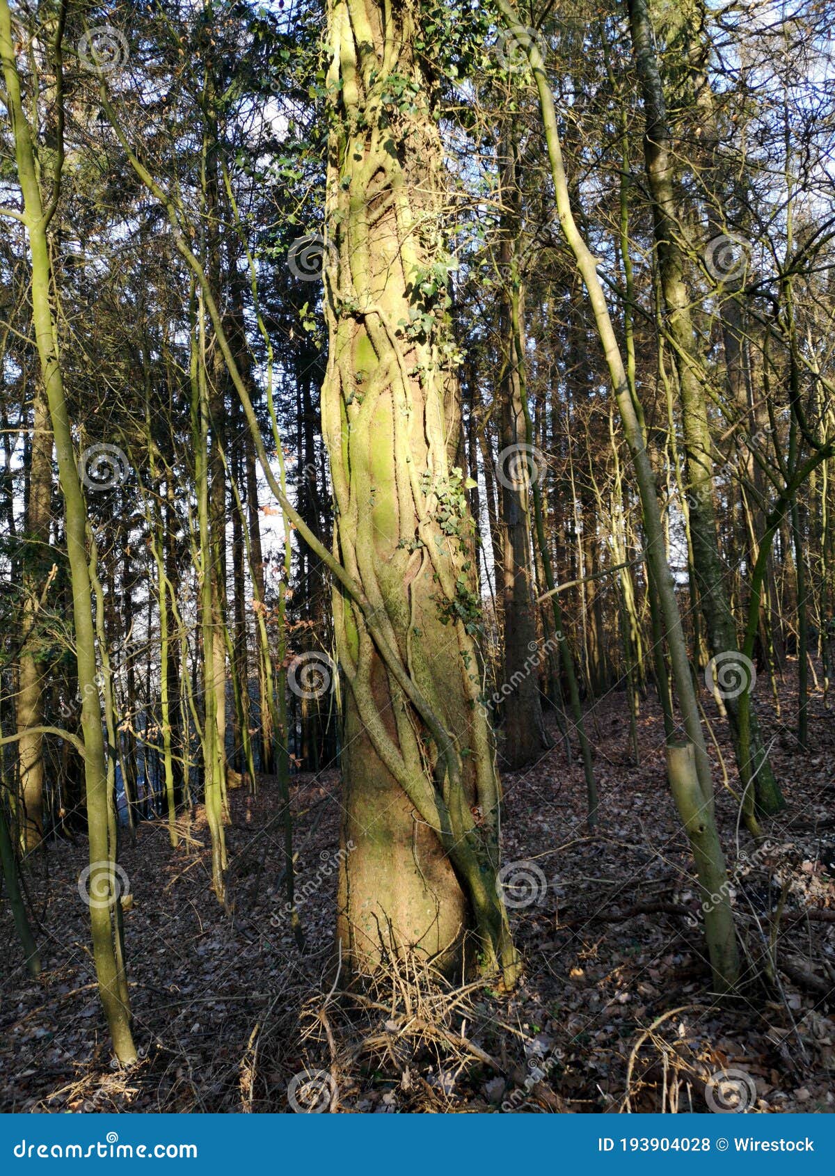 Vertical Shot of Trees in a Forest Stock Photo - Image of woods, blue ...