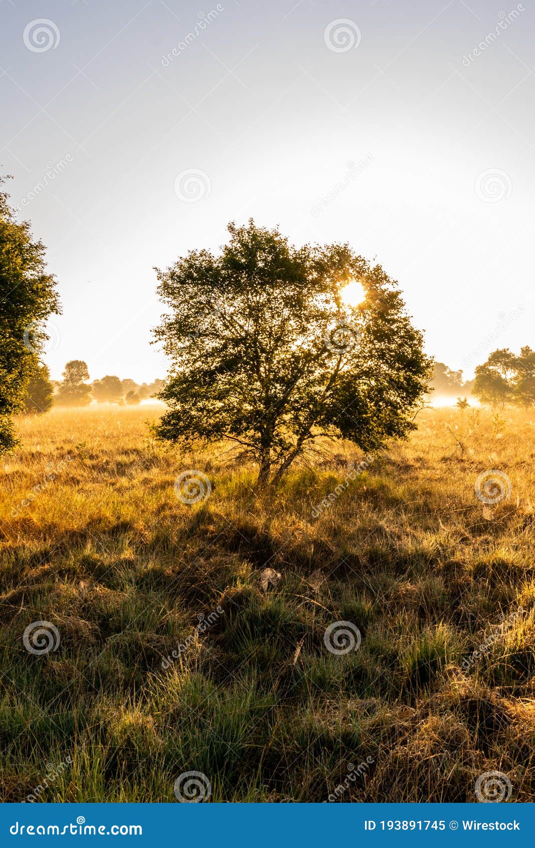 Vertical Shot of Trees and Grassland Stock Image - Image of tree ...