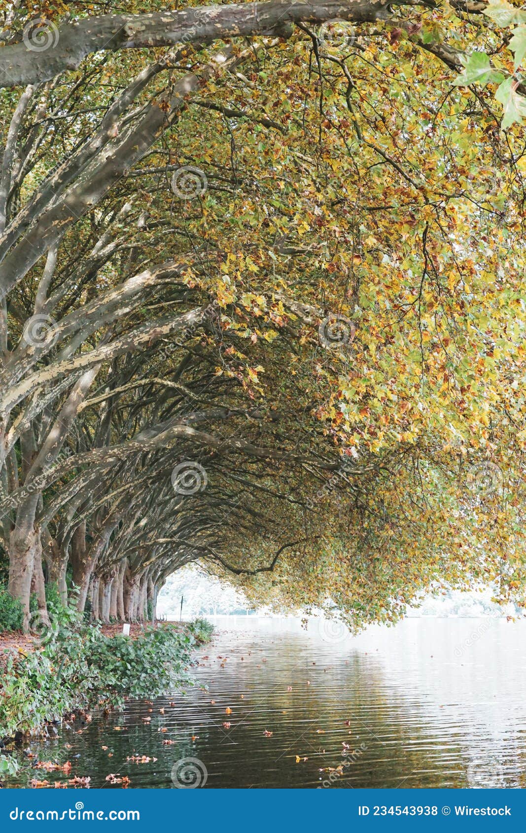 Vertical Shot of Trees Hanging Over a Lake during Fall Stock Photo ...