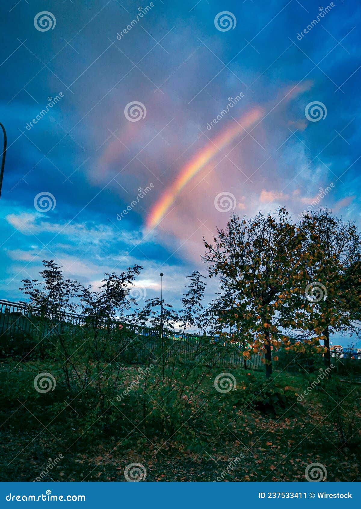 Vertical Shot of Trees with Rainbows in the Background Stock Image ...