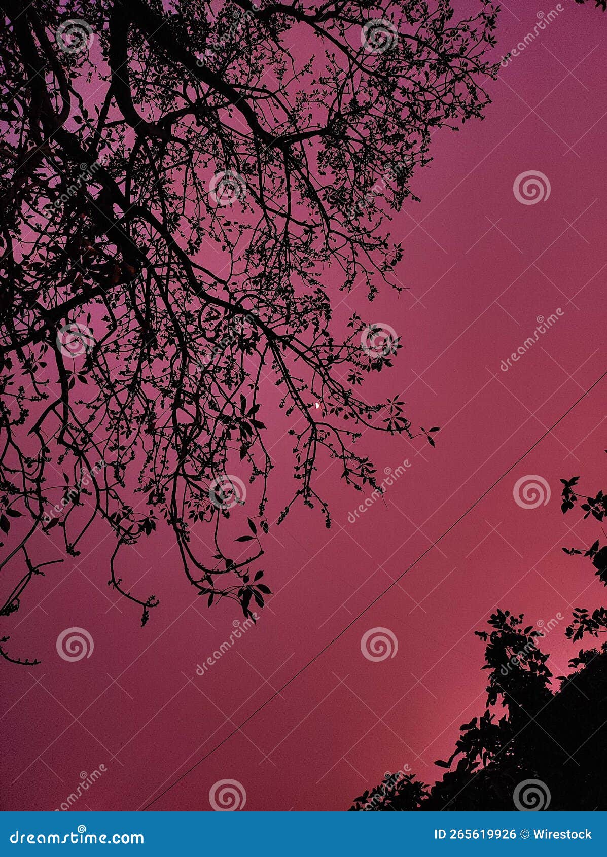 Vertical Shot of Trees Under a Pink Sky Stock Photo - Image of beauty ...