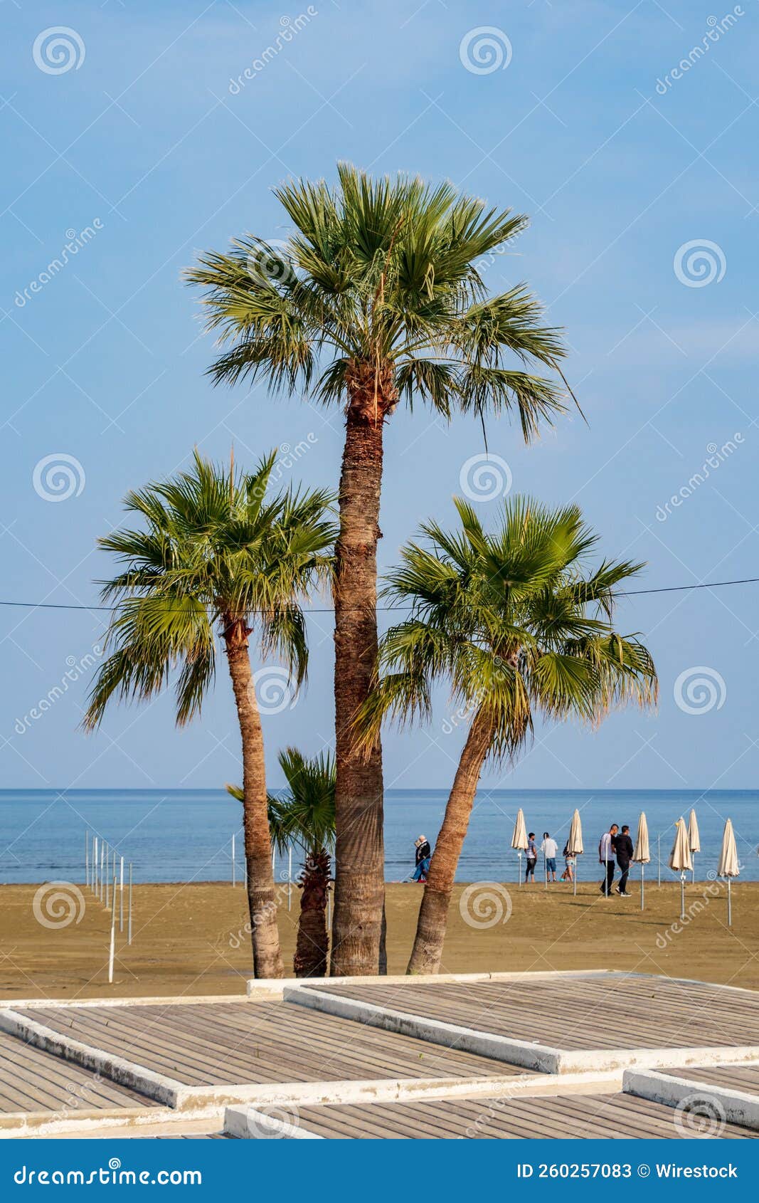 Vertical Shot of Tropical Palm Trees on the Beach in Cyprus Stock Image ...