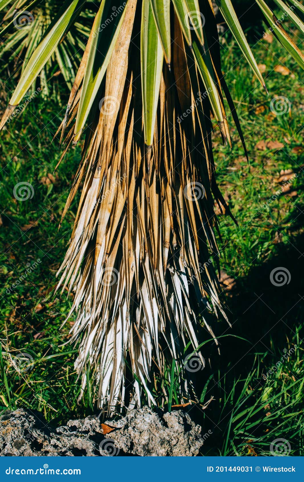 Vertical Shot of a Tropical Tree Trunk in a Forest Stock Image - Image ...