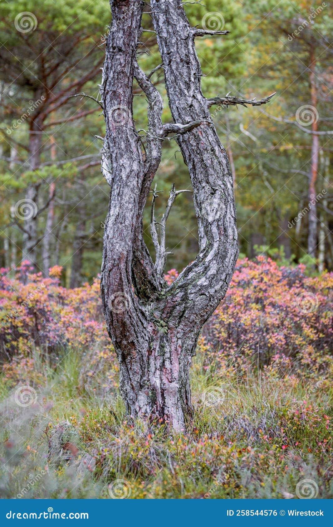 Vertical Shot of the Trunk of a Pine Tree Stock Photo - Image of leaf ...