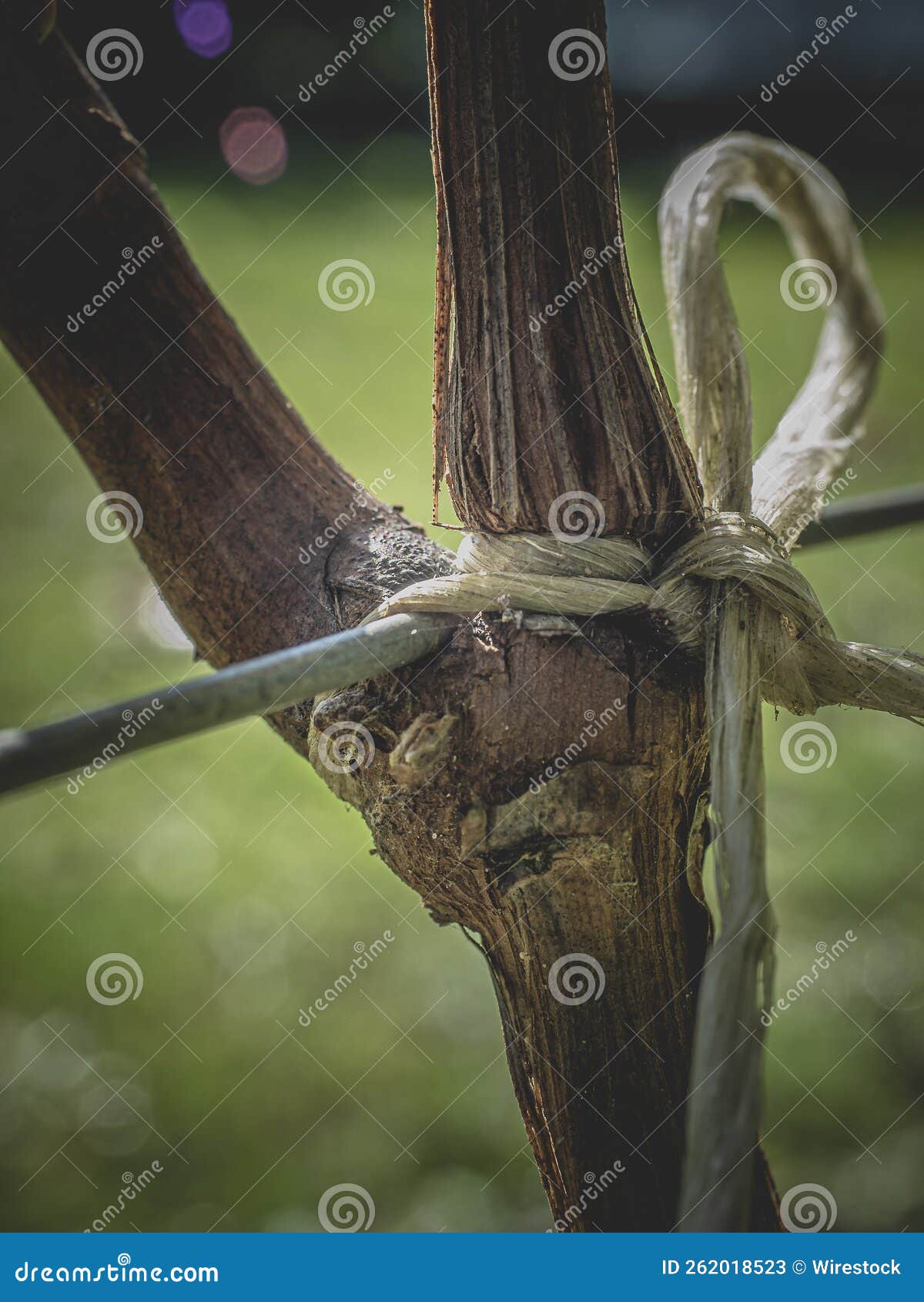 Vertical Shot of a Trunk Tied with a Rope Stock Image - Image of detail ...