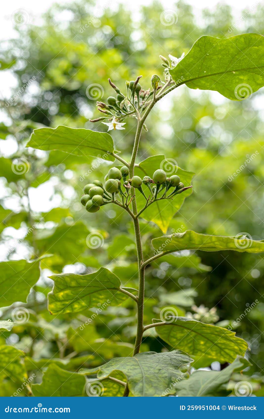 Vertical Shot of a Turkey Berry Plant Growing on a Forest Stock Photo ...