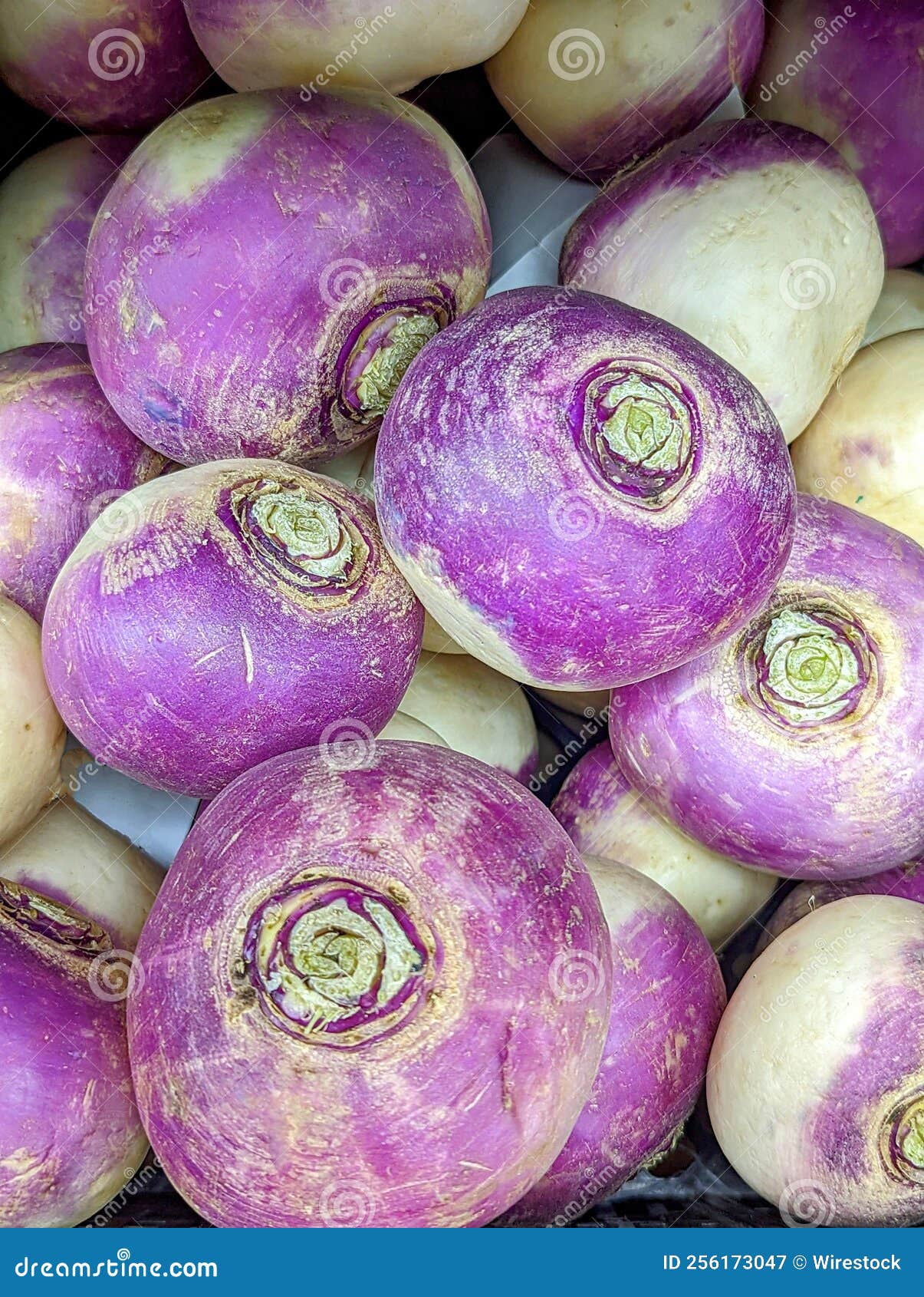 Vertical Shot of Turnip Heads Piled Together Stock Image - Image of ...