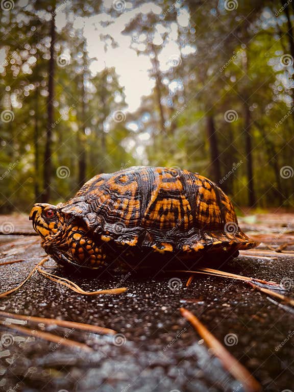 Vertical Shot of a Turtle Carapace on a Wet Surface in a Forest Stock ...
