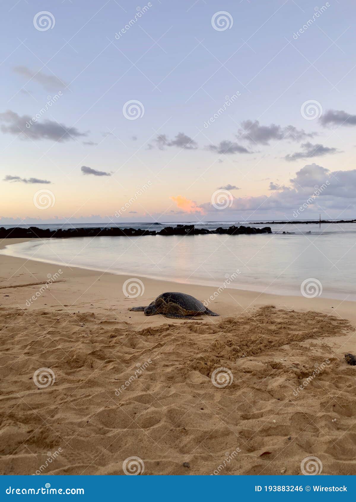 Vertical Shot of Turtle Lying on the Beach during a Sunset Stock Photo ...