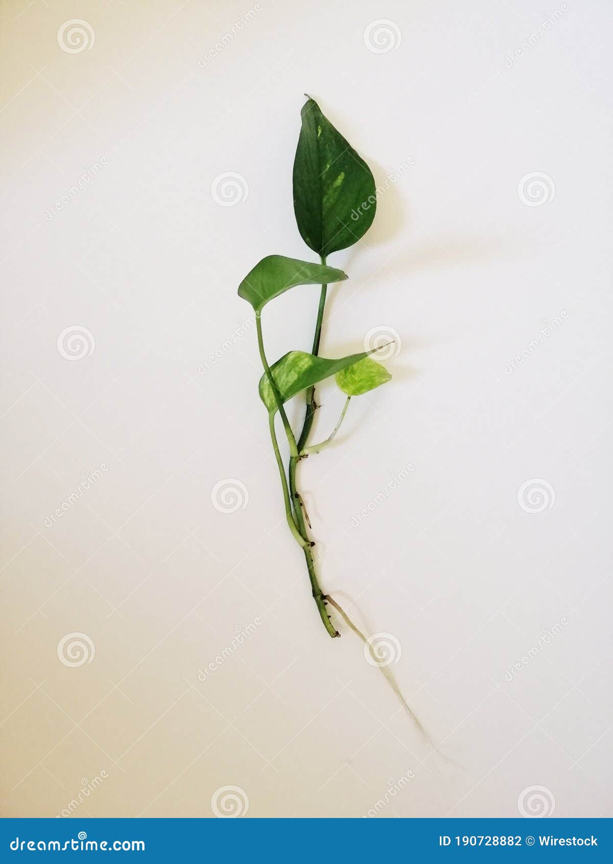 Vertical Shot of a Twig with Green Leaves Isolated on a White ...