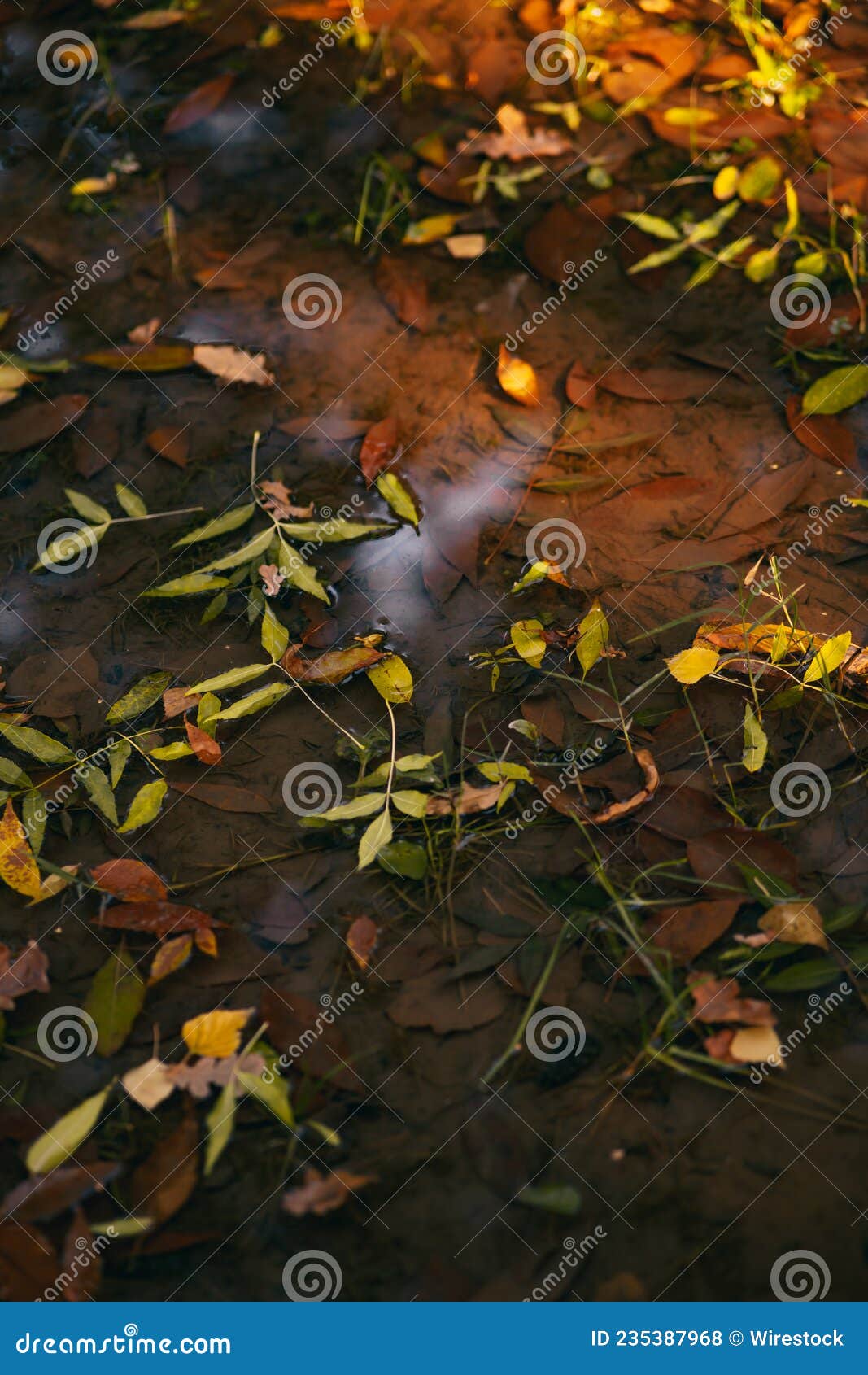 Vertical Shot of Twigs and Leaves on a Forest Floor Stock Photo - Image ...