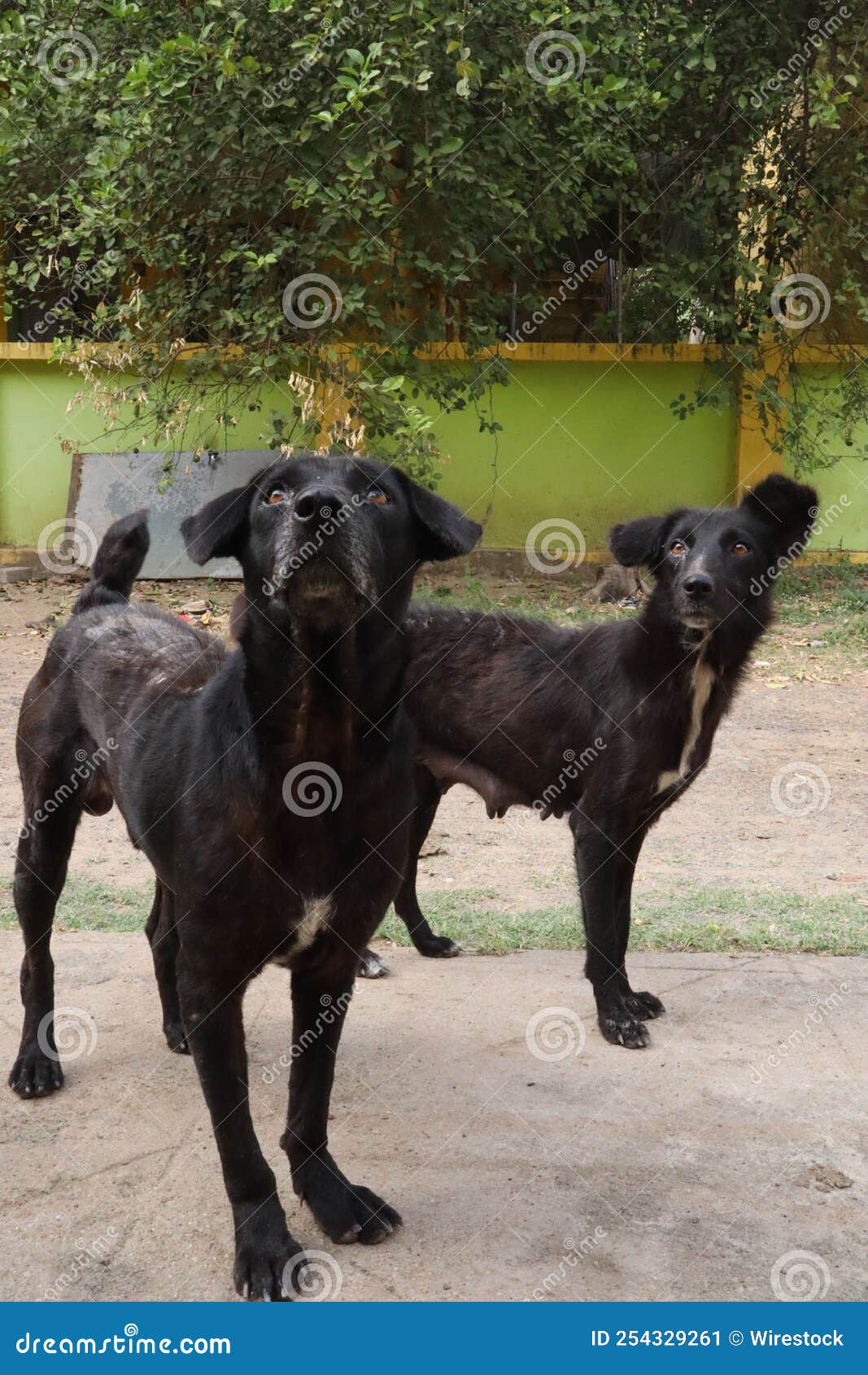 Vertical Shot of Two Black Dogs Outdoors Stock Image - Image of animal ...