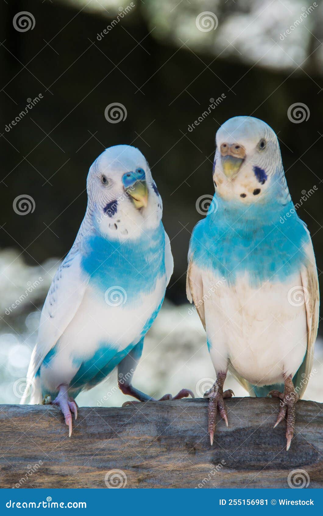 Vertical Shot of Two Blue Parakeets in a Zoo Stock Image - Image of ...