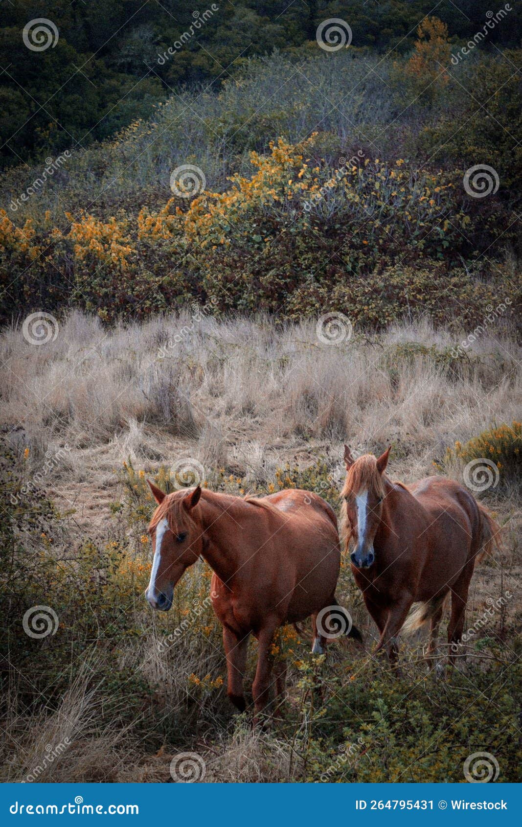 Vertical Shot of Two Chestnut Horses Walking in the Meadow. Stock Image ...