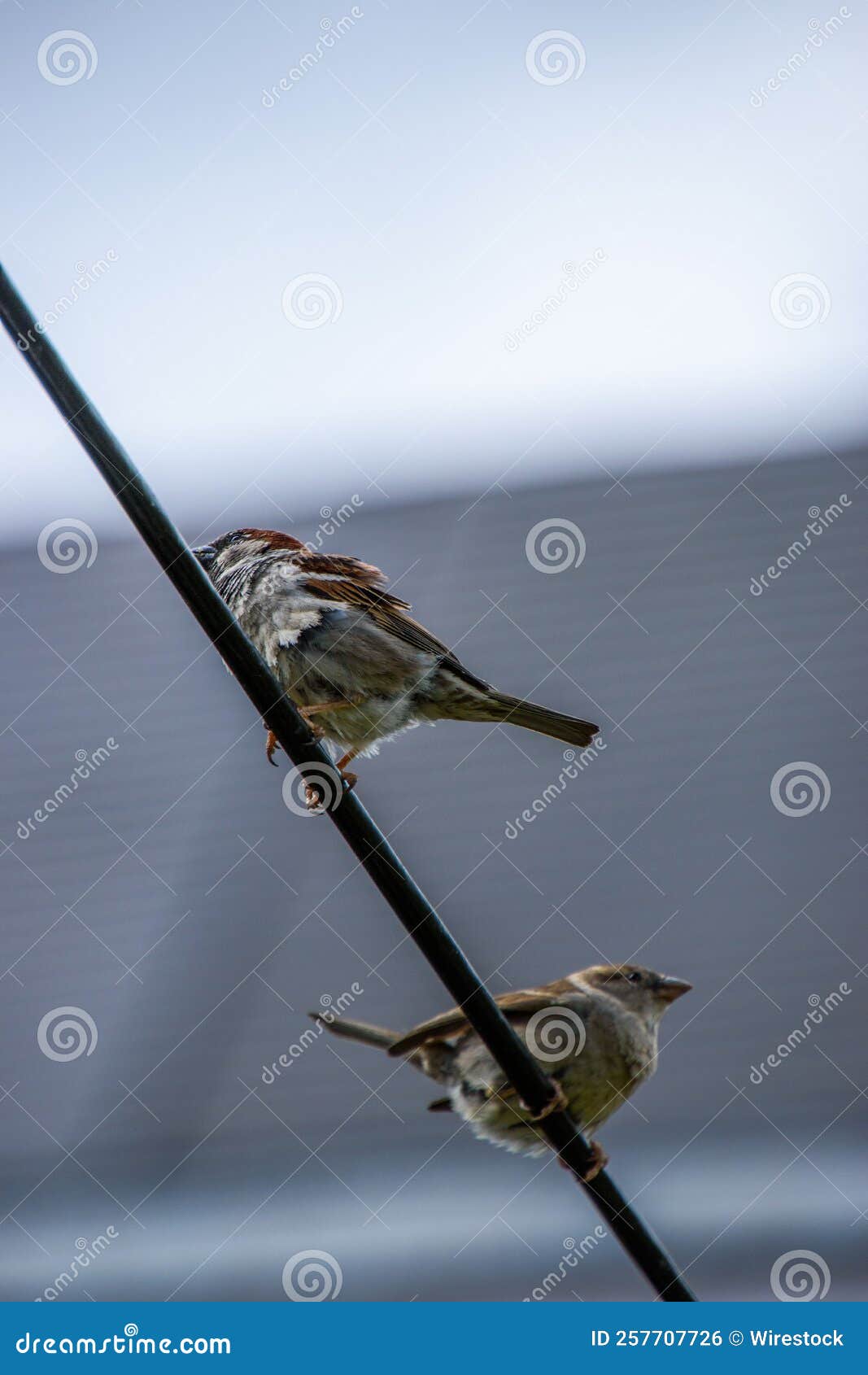 Vertical Shot of Two Common Sparrow Birds Perched on a Metal Wire Stock ...