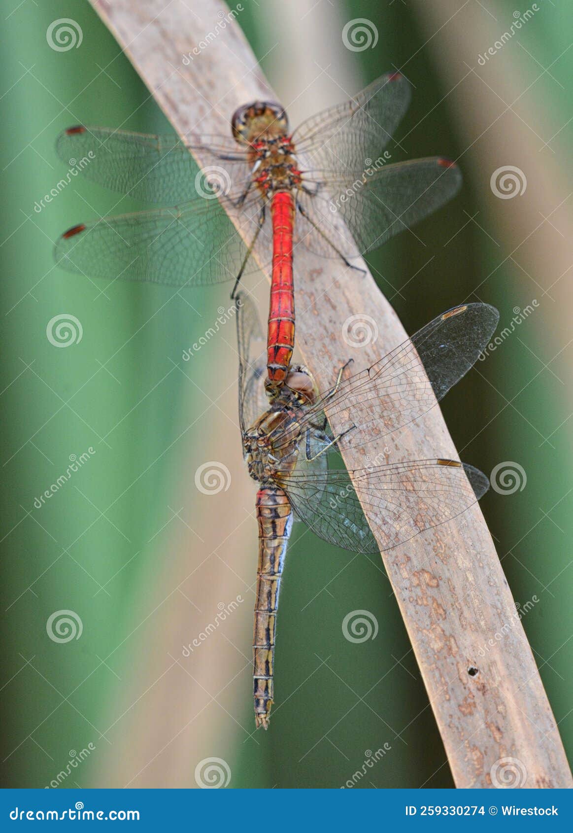 Vertical Shot of Two Darter Dragonflies on the Plant Stock Photo ...