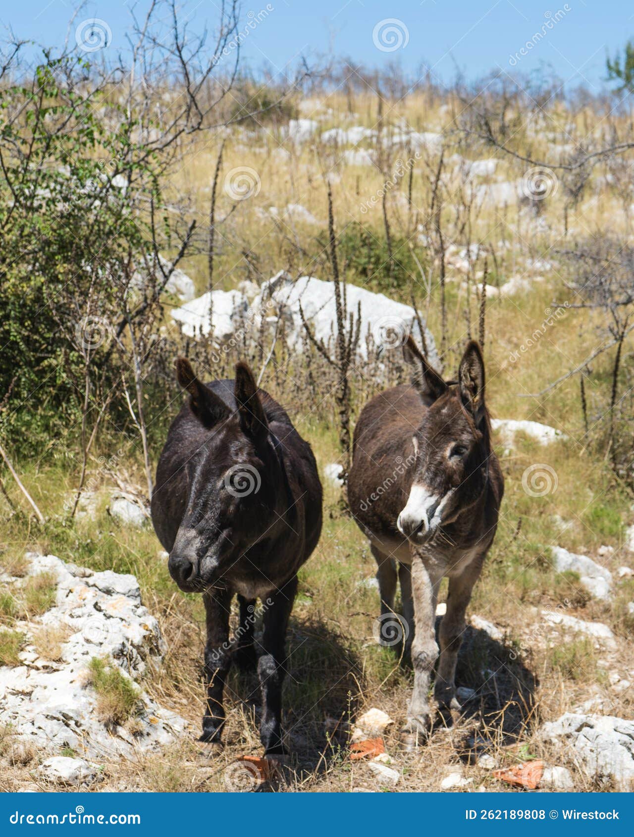 Vertical Shot of Two Donkeys Grazing on the Pasture Stock Photo - Image ...