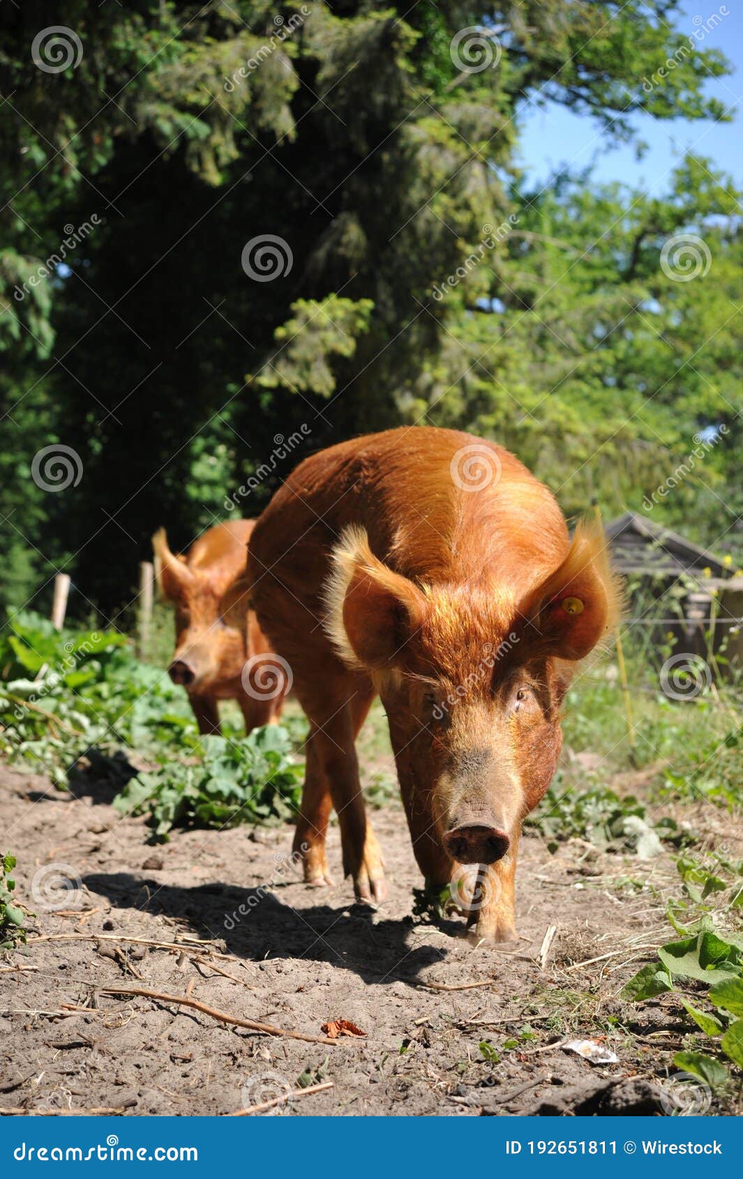 Vertical Shot of Two Ginger Pigs Stock Image - Image of trees, wildlife ...