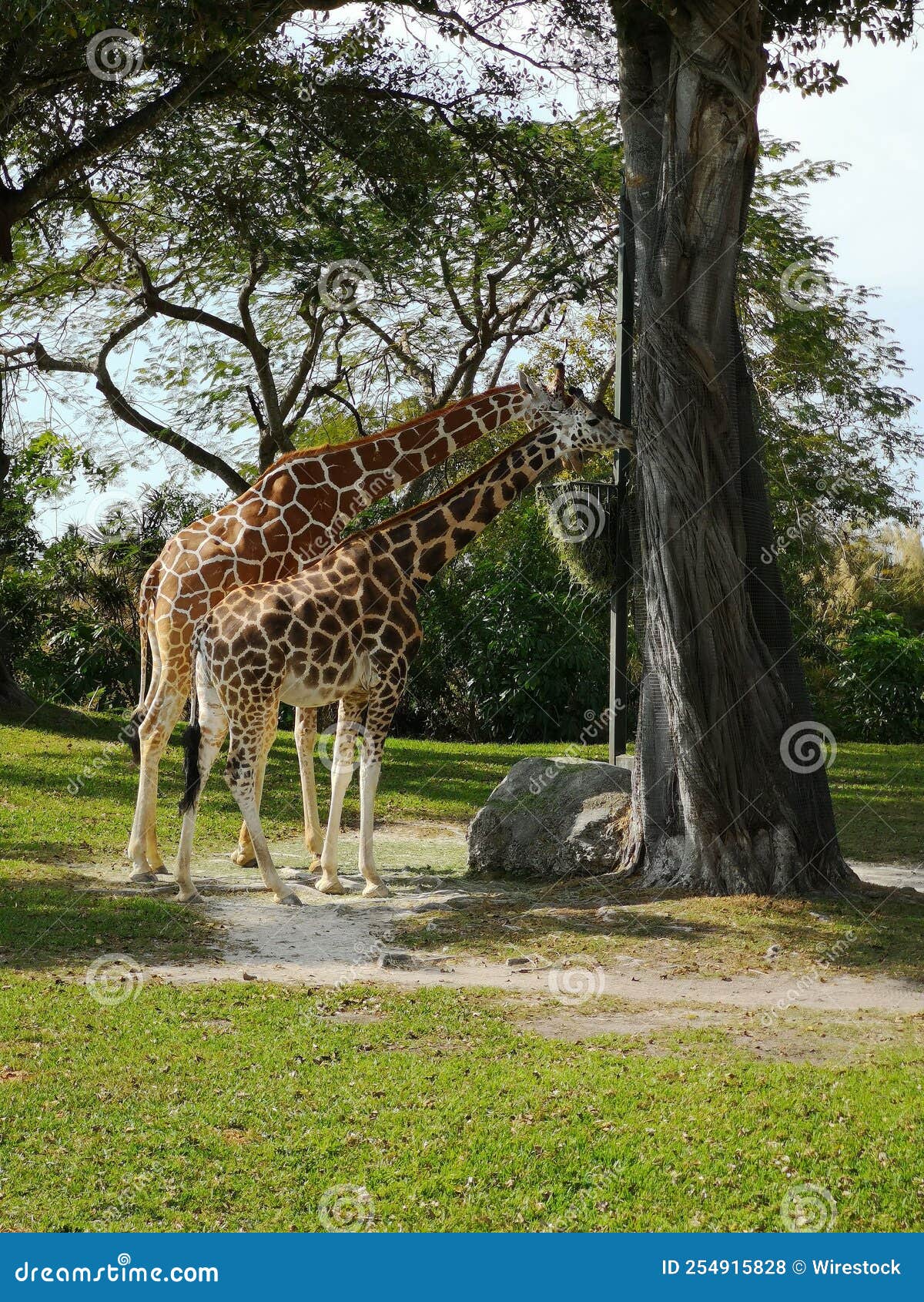 Vertical Shot of Two Giraffes Standing Under the Tree in the Park Stock ...