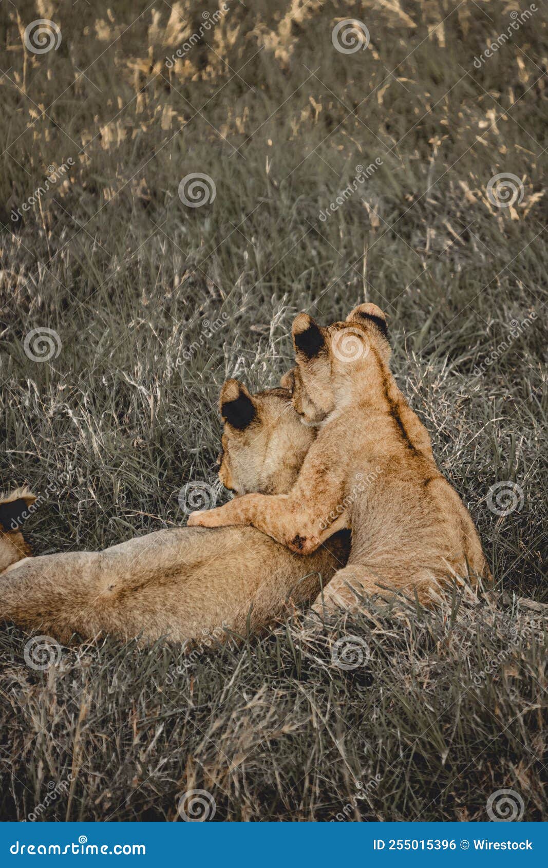 Vertical Shot of Two Lions Cuddling in the Field Stock Photo - Image of ...