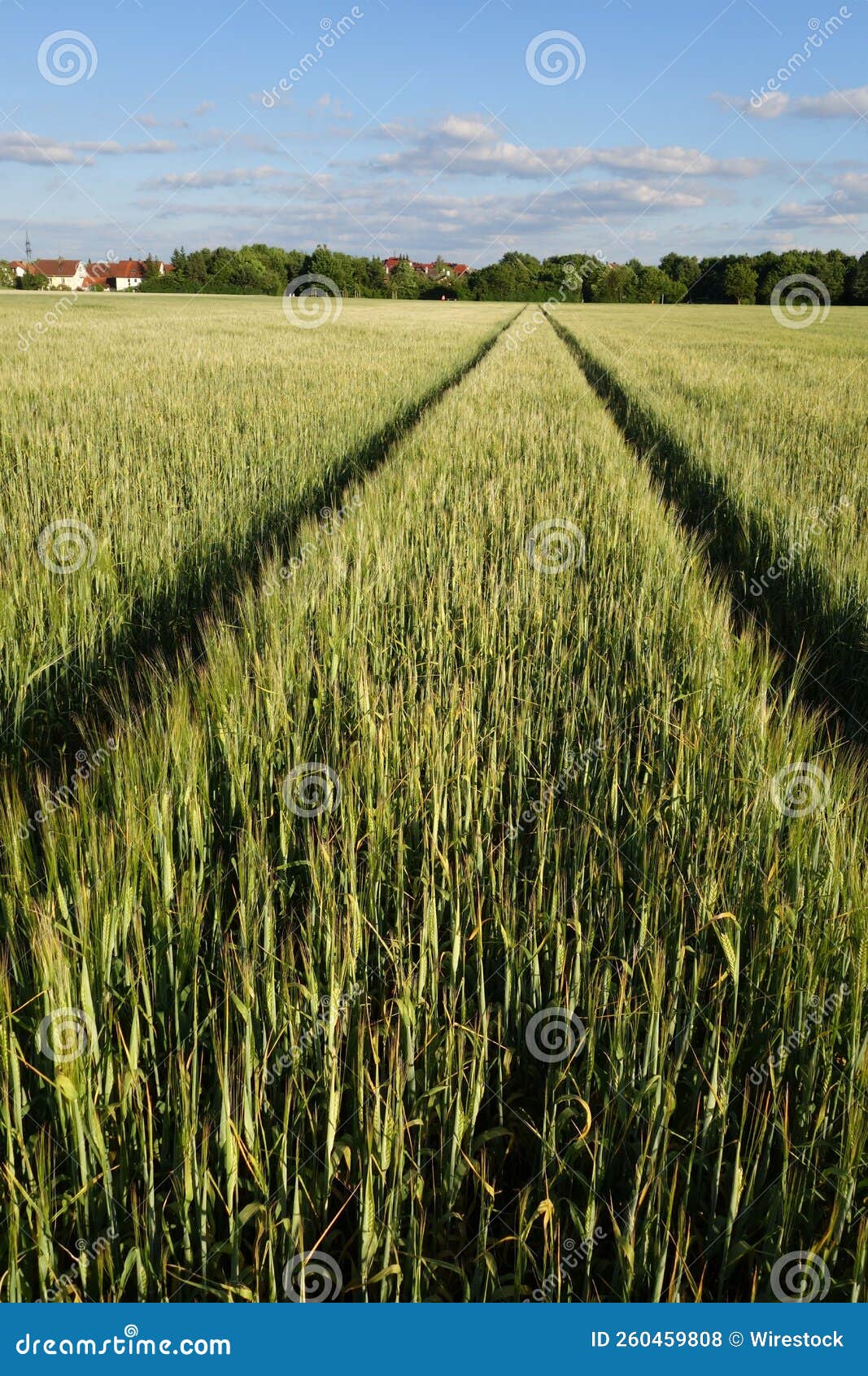 Vertical Shot of Two Parallel Lines in a Green Wheat Field Stock Photo ...