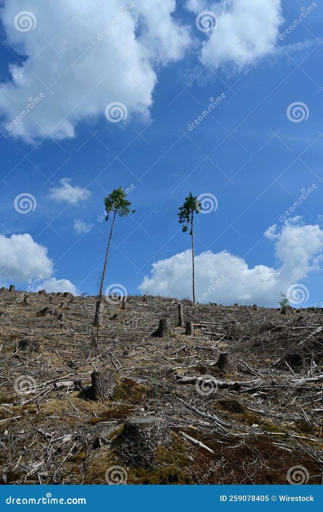 Vertical Shot of Two Trees on a Meadow among Chopped Trees - Concept of ...