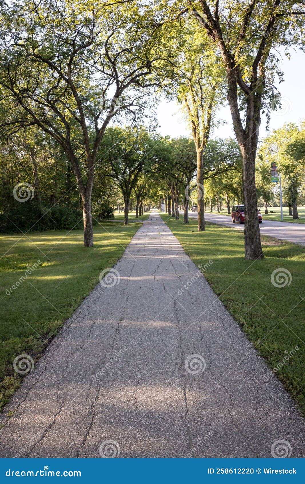 Vertical Shot of Two Walking Paths Surrounded by Trees in a Park Stock ...