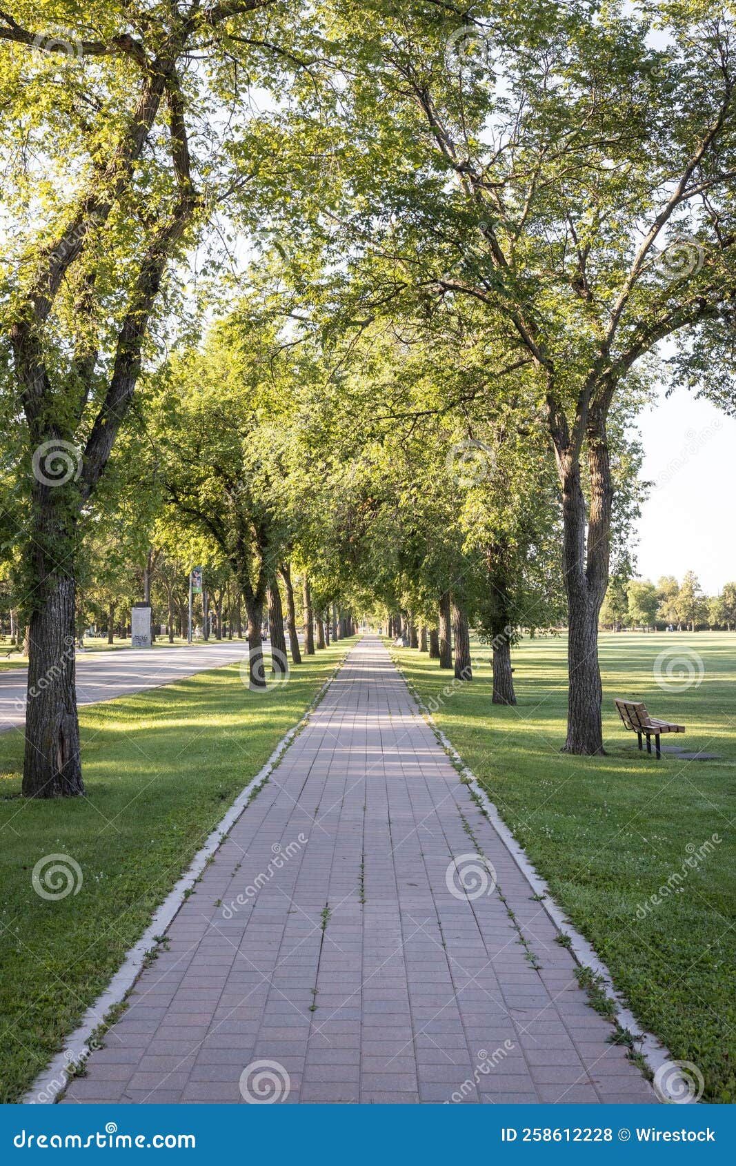 Vertical Shot of Two Walking Paths Surrounded by Trees in a Park Stock ...