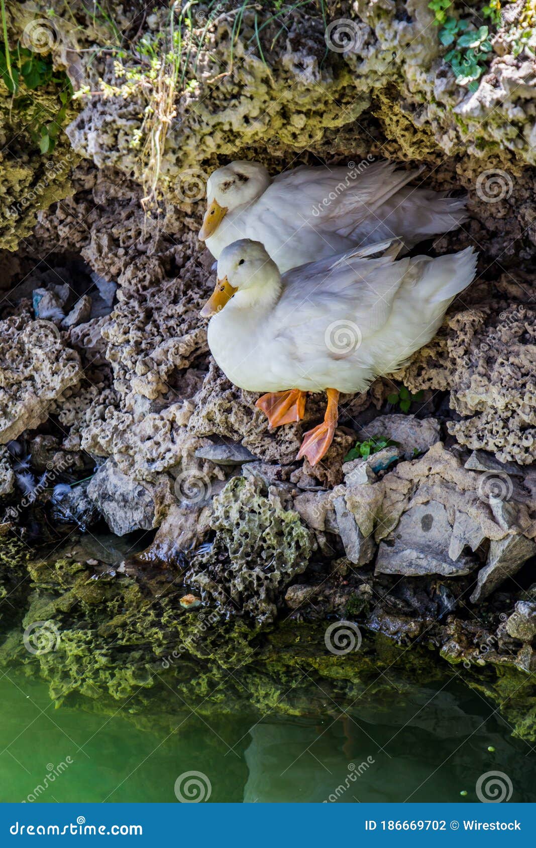 Ducks Under A Tree On A Lake In Warsaw Royalty-Free Stock Photography ...