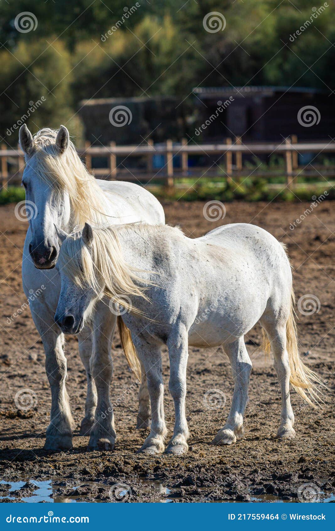 Vertical Shot of Two White Horses Standing on the Farm Stock Photo ...