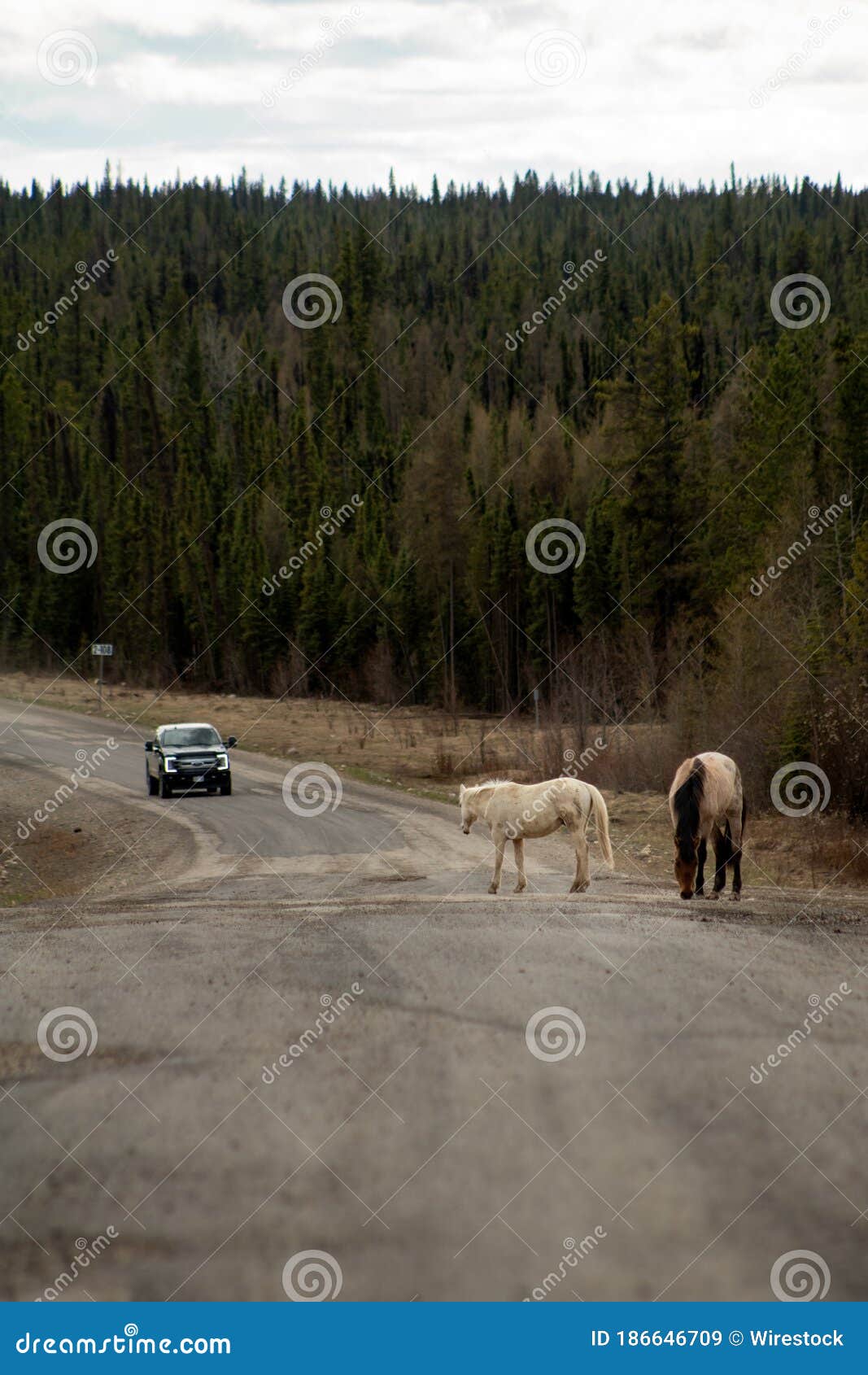 Vertical Shot of Two Wild Horses on the Road Stock Image - Image of ...