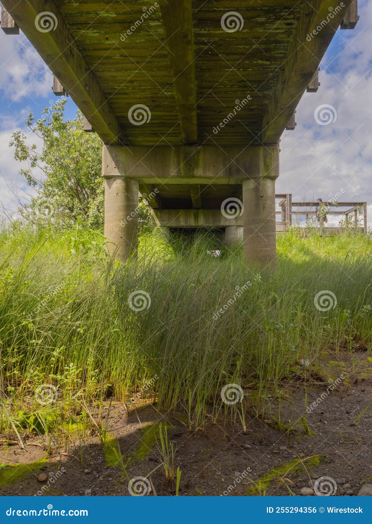 Vertical Shot of the Underside of a Bridge Surrounded with Grass and ...