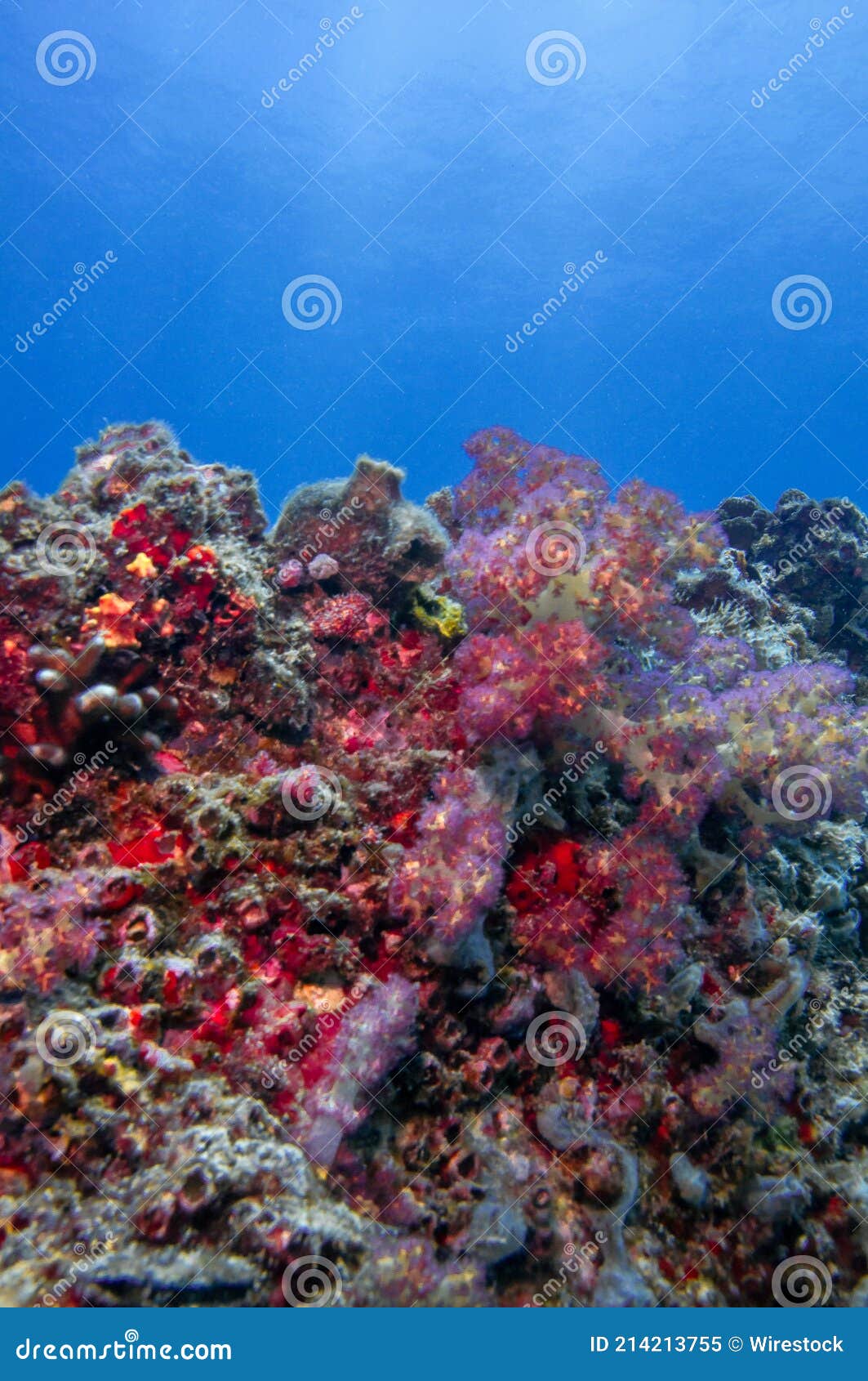 Vertical Shot of Underwater Coral Reefs Stock Image - Image of ocean ...