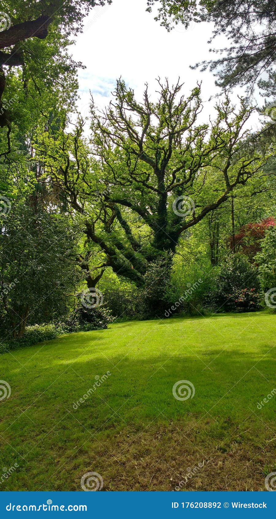 Vertical Shot of a Unique Looking Tree with Lots of Branches in a Park ...