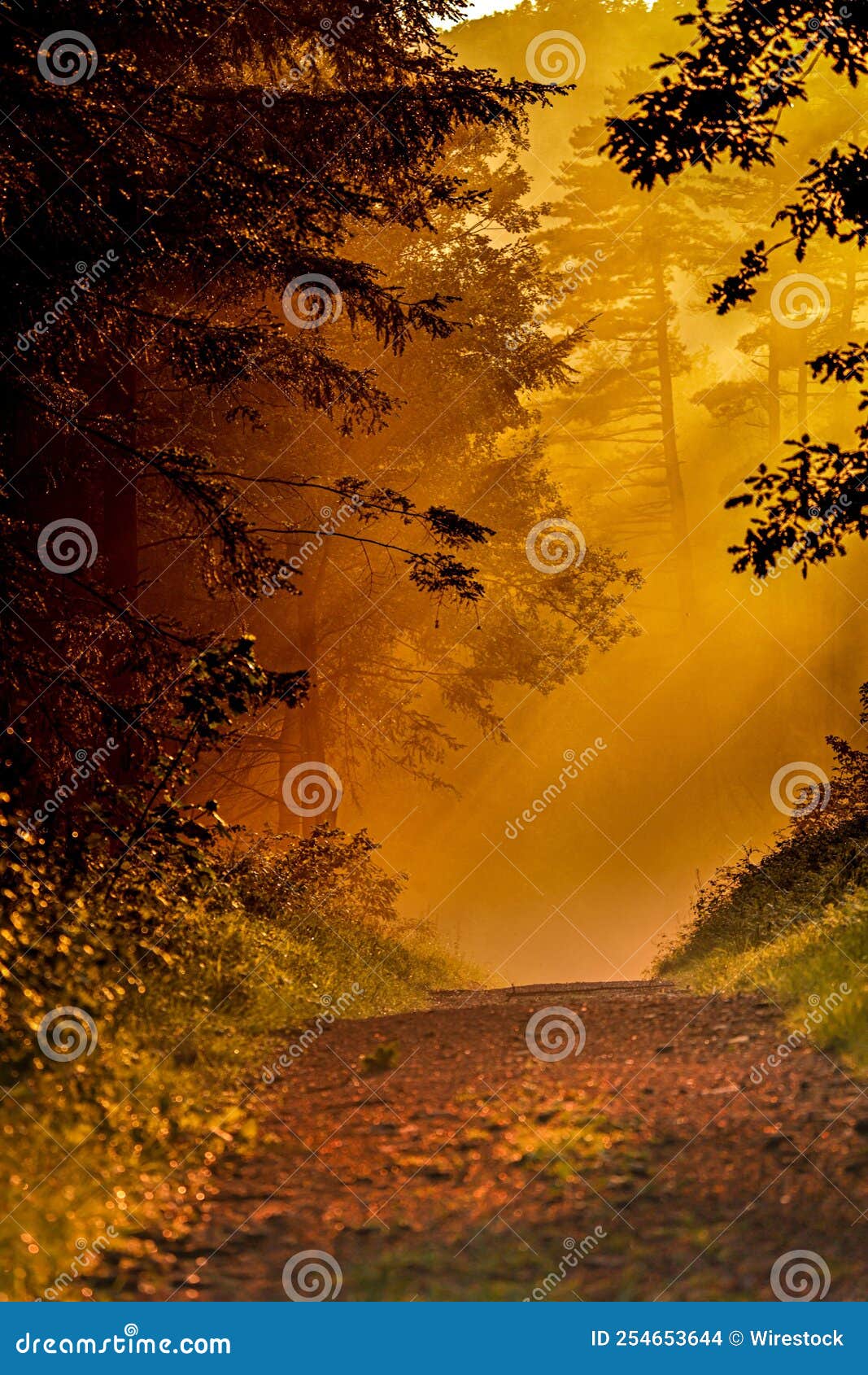 Vertical Shot of an Unpaved Path Amid a Foggy Forest with Sunlight ...