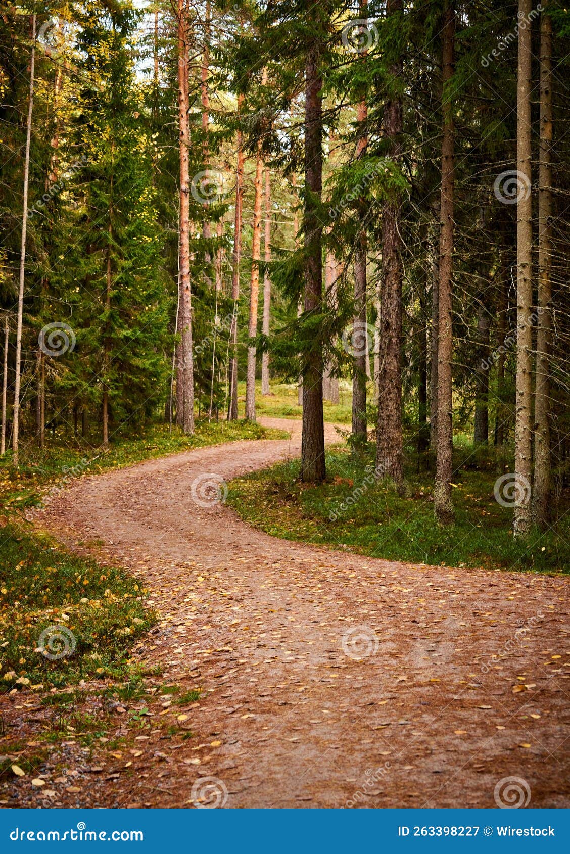 Vertical Shot of Unpaved Pathway between Trees in Green Forest Stock ...