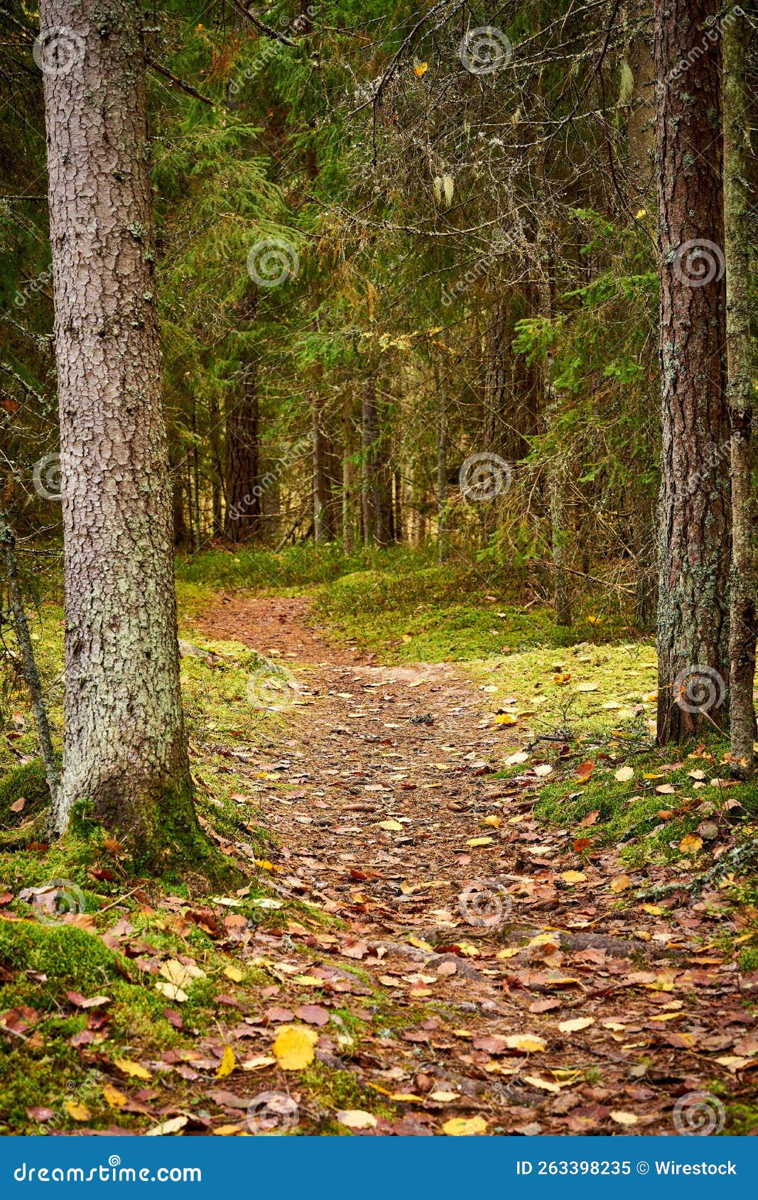Vertical Shot of Unpaved Pathway between Trees in Green Forest Stock ...