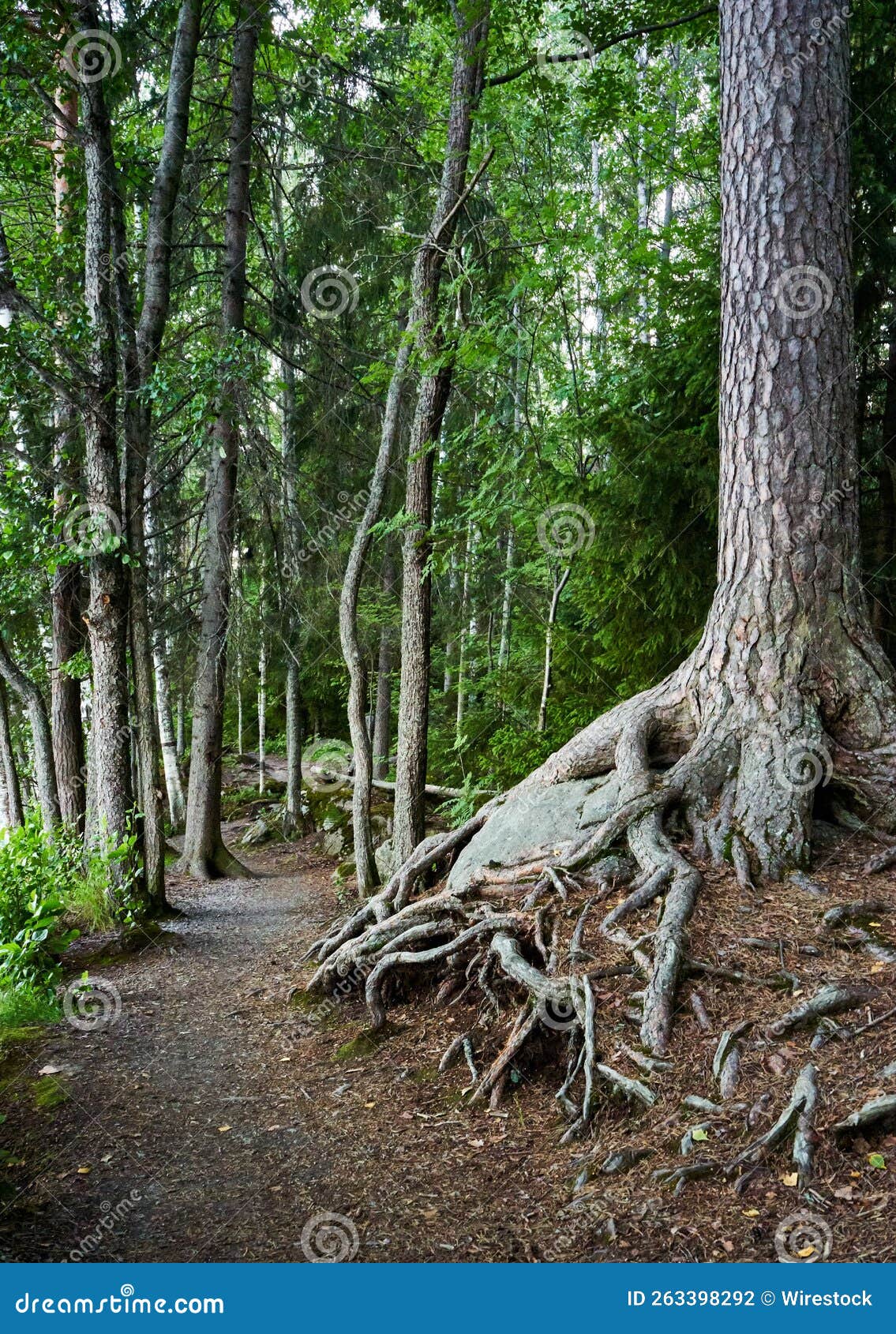 Vertical Shot of Unpaved Pathway between Trees in Green Forest Stock ...