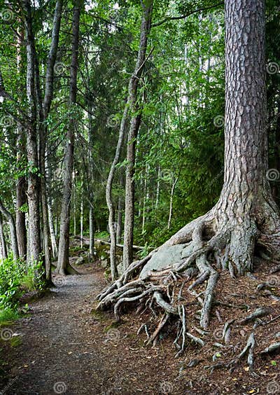 Vertical Shot of Unpaved Pathway between Trees in Green Forest Stock ...