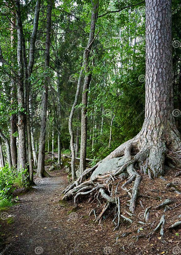 Vertical Shot of Unpaved Pathway between Trees in Green Forest Stock ...