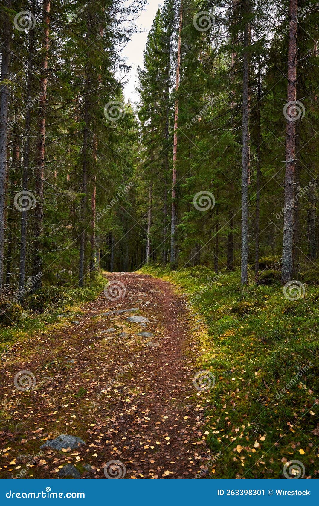 Vertical Shot of Unpaved Pathway between Trees in Green Forest Stock ...